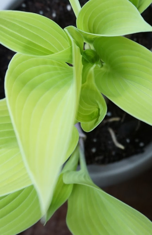 Hosta Early Times