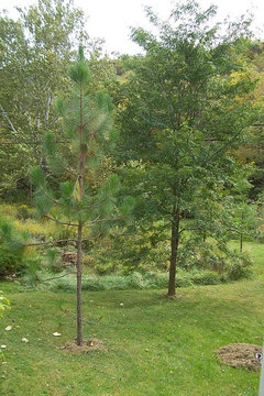 longleaf pine as specimen tree? | Houzz Forum