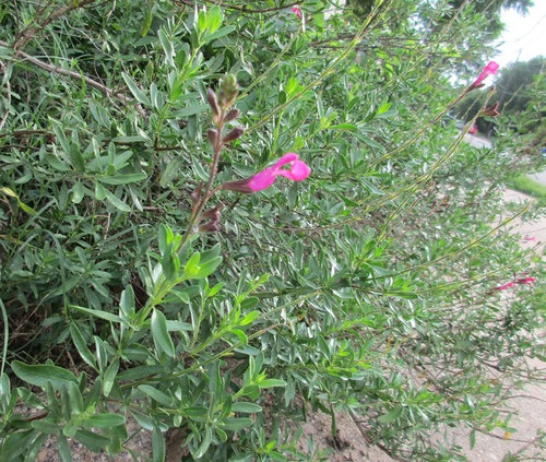 Hot Pink "Pitcher" Flowers?