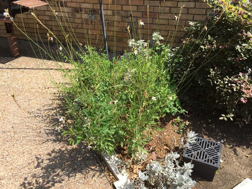 North Texas shrubs and flowers