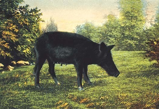 Wild Boar, 24" x 36" - Traditional - Prints And Posters - by Buyenlarge ...