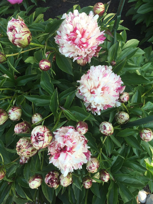 Kirinmaru this morning