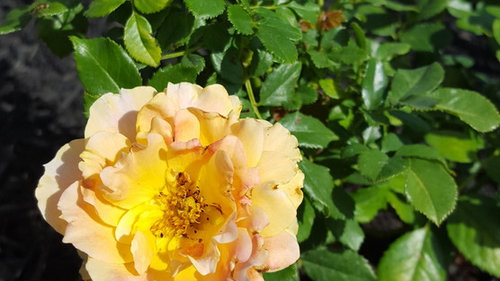 Caribbean Breeze Rose
