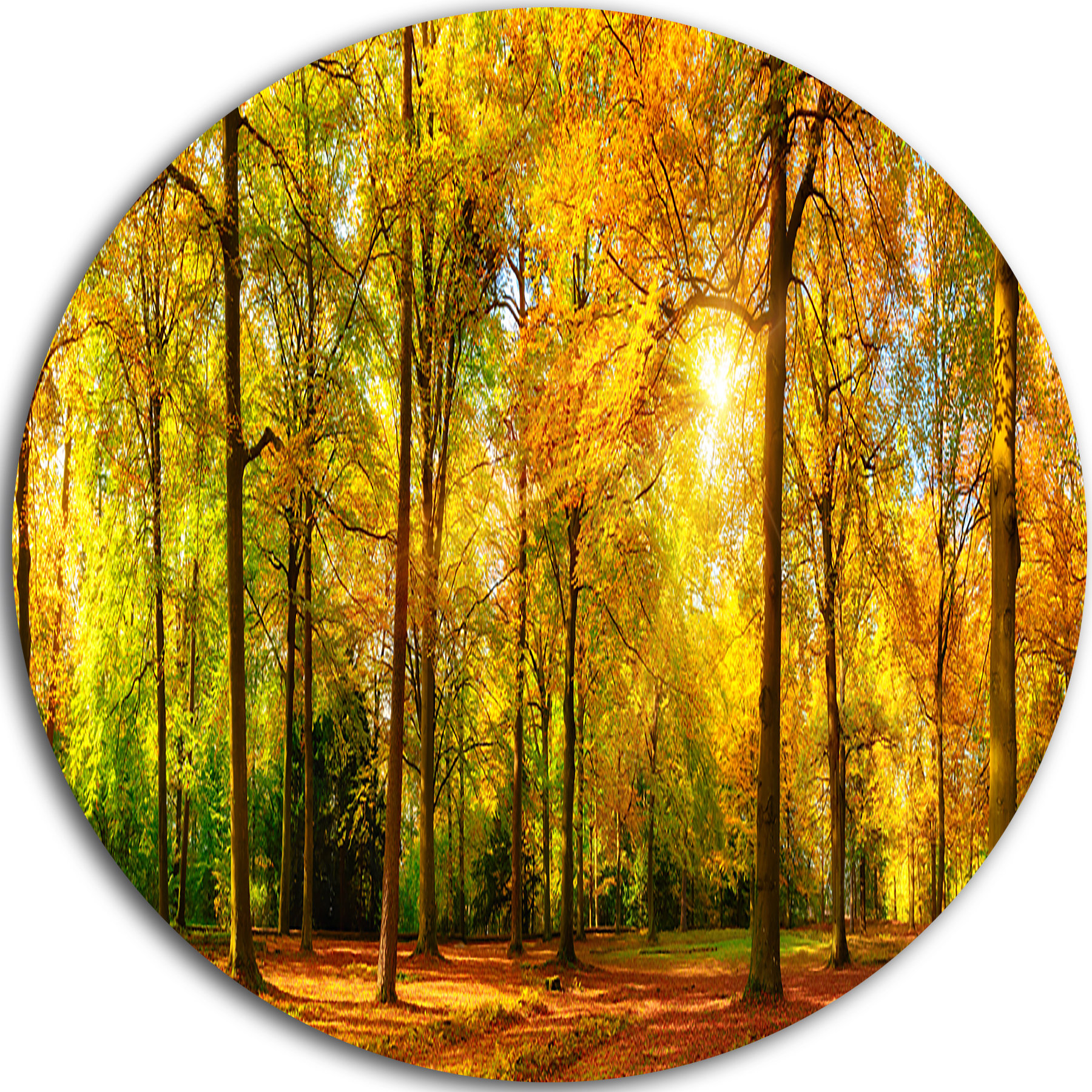 Gorgeous Autumn of Sunny Forest, Landscape Round Metal Wall Art, Disc ...