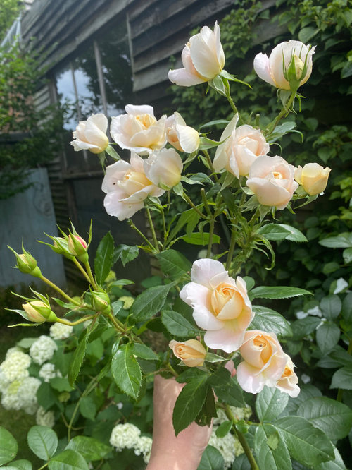 Your Best Kordes Roses