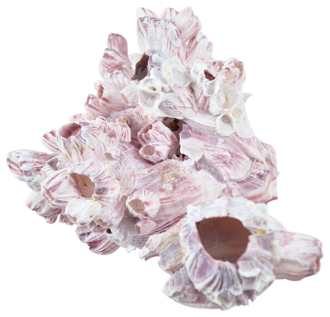 Barnacle Cluster - Beach Style - Decorative Objects And Figurines - by ...