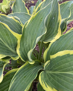 Hosta L 2022 No Lakesides