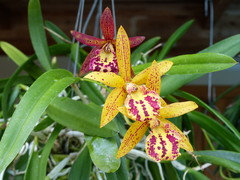 Blc Rustic Spots 'H & R'