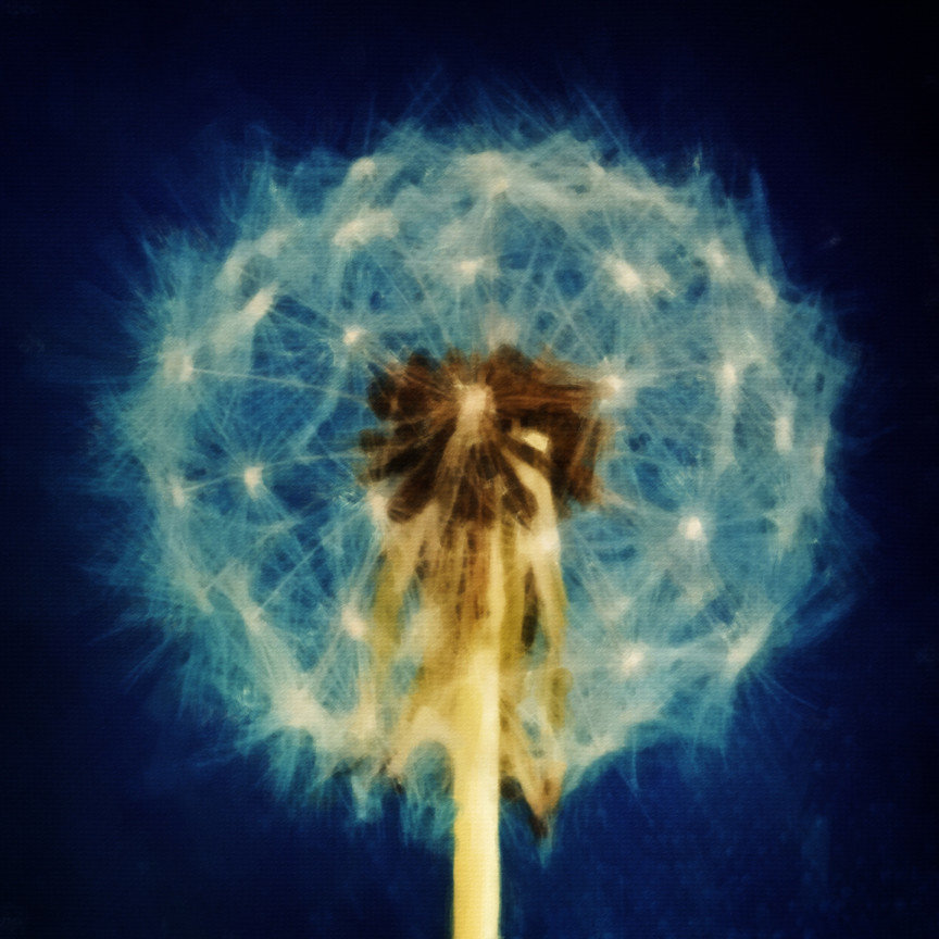 Just Dandy 24x24 - Contemporary - Prints And Posters - by Penny Lane ...