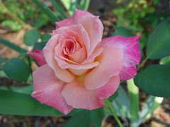 Tell about your Warriner Roses