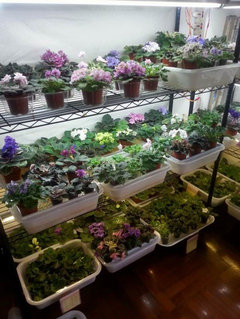 May I see your African Violet displays?