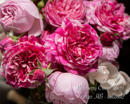 Raspberry Cream Twirl for Dianela