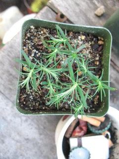 any tip for germinating Cunninghamia lanceolata seed?