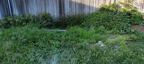 How to deal with overgrown backyard?