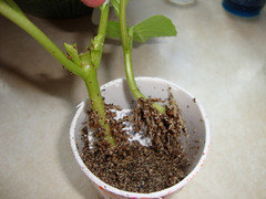 Rooting Hydrangeas in water