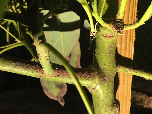 What's wrong with my avocado tree? Please help:-/ | Houzz Forum