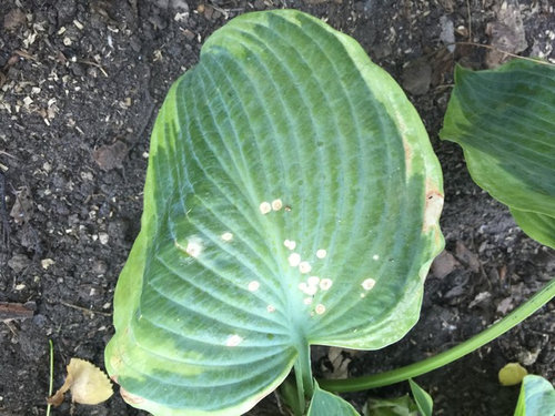 Why are my hostas dying from the outside in?