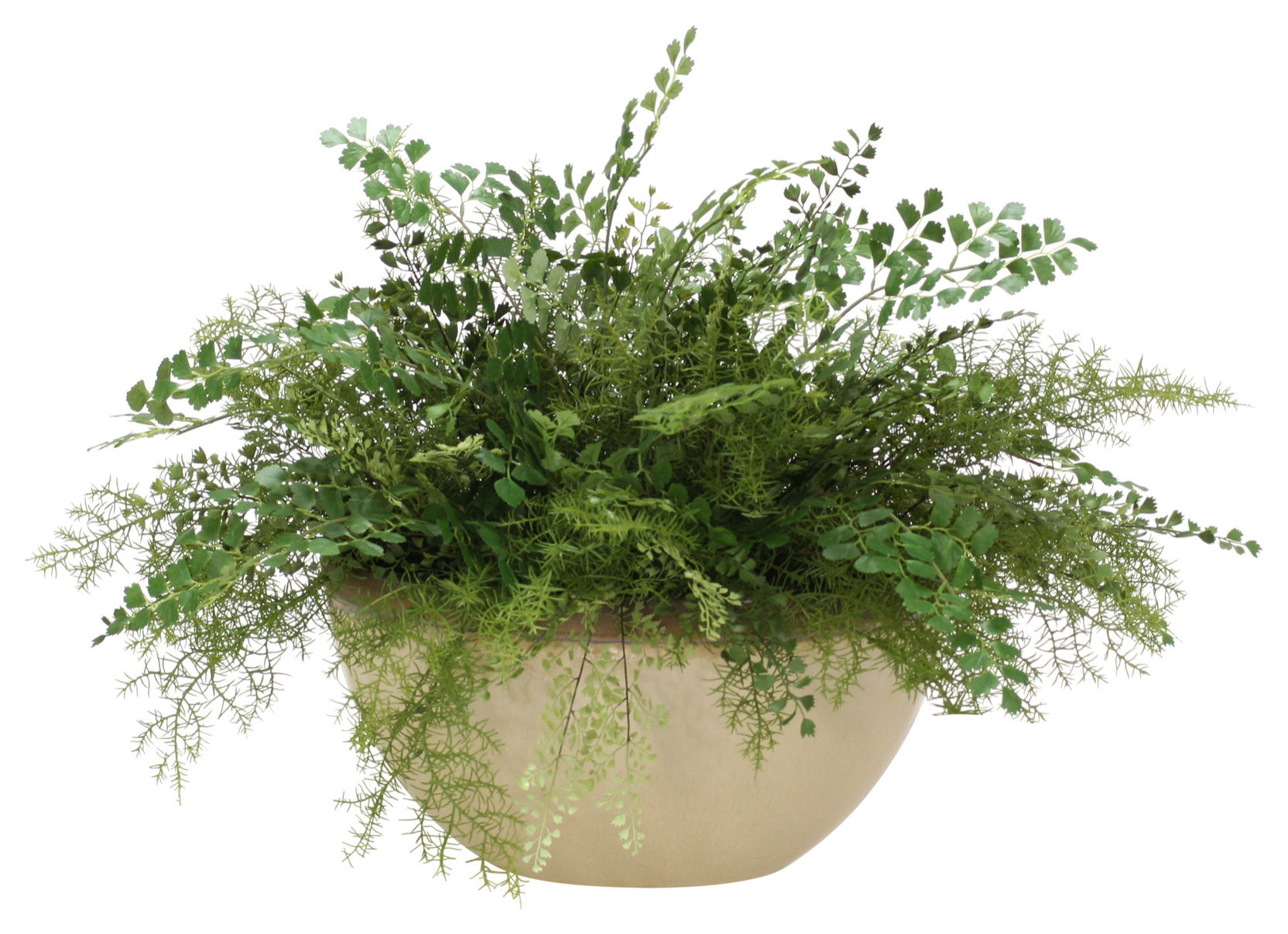 Springerii and Fern Mixture in a Oval Beige with Bronze Rim Ceramic ...