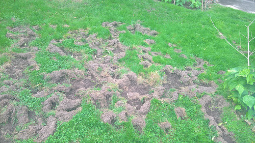 What is digging up my backyard?