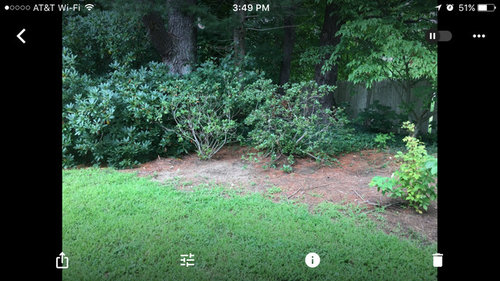Neighbors gross fence, my weird landscaping aesthetic