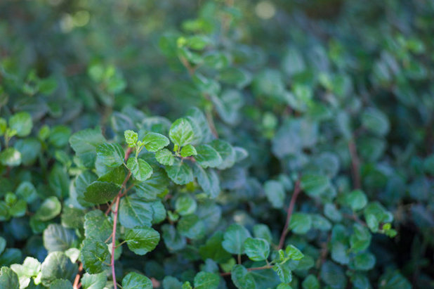 This Fragrant, Flowering Ground Cover Thrives Under Shady Oaks