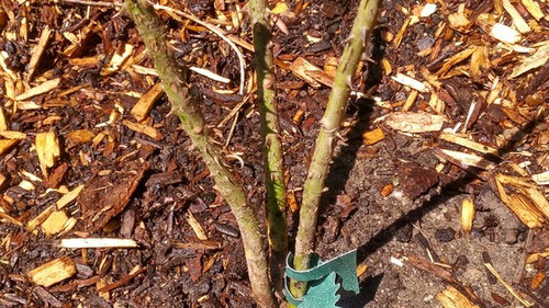 Are my roses from Hortico alright?