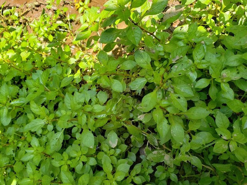 wetland weed to identify