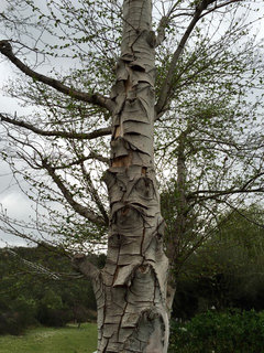 Alder tree has bark curling, cracking, and falling off | Houzz Forum