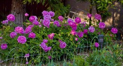 Please Tell Us About Your Best Ten Roses