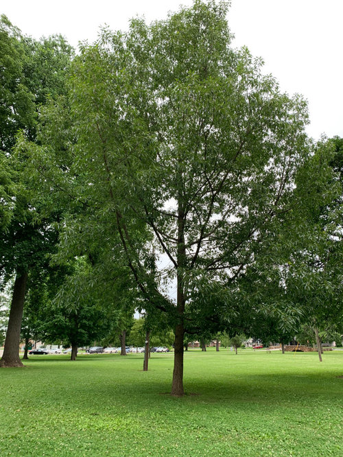 Tree ID - glossy, spined leaves