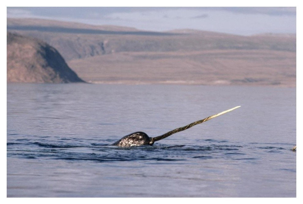 Narwhal Surfacing, Baffin Island, Nunavut, Canada-Paper Art, 24"x36 ...