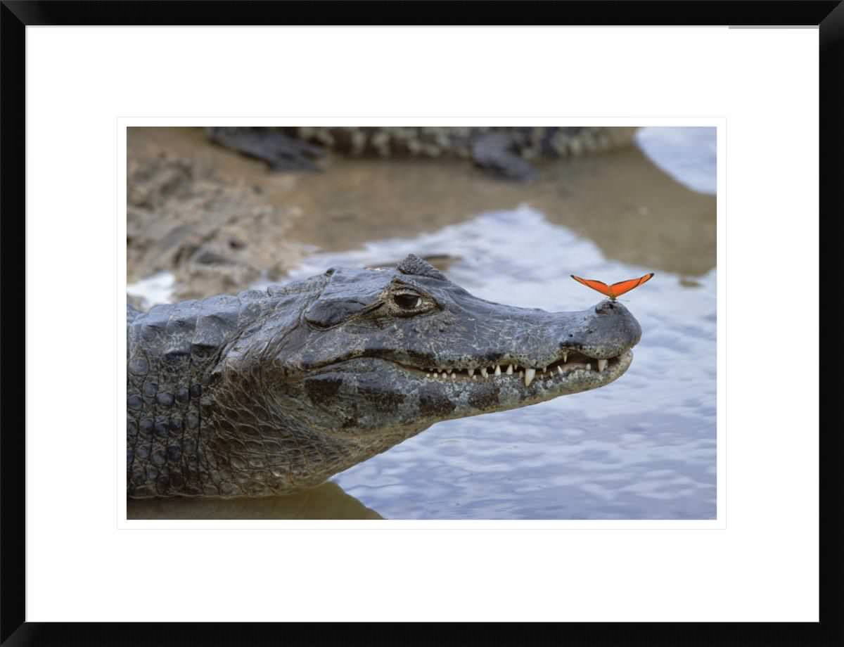 Spectacled Caiman With Orange Butterfly, 24"x18" - Contemporary ...