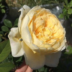 Need feedback on "actual" colors of D Austin roses please
