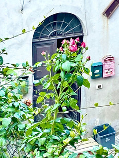 Red Eden, Pink Eden Any Advice? | Houzz Forum