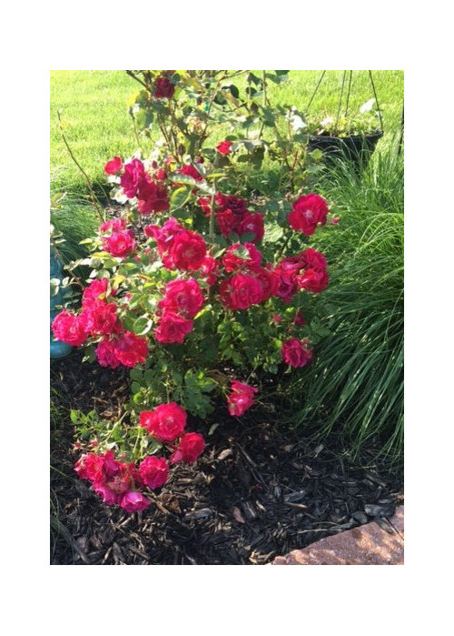 Knockout Rose? mysteriously growing in old red rose bush?