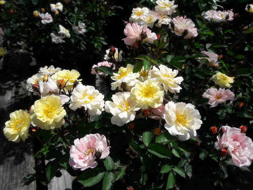 Color Cocktail Rose?