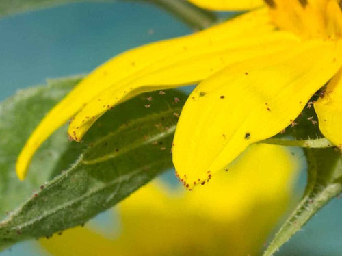 Millions of Pink tiny spider-like bugs