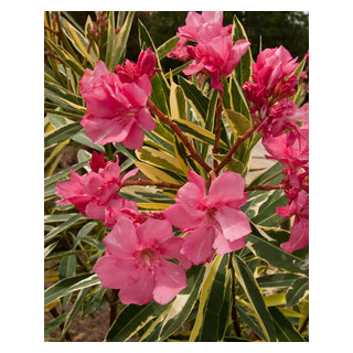 Twist of Pink™ Variegated Oleander Oleander nerium Twist of Pink ...