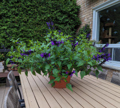 Salvia BODACIOUS Hummingbird Falls...you have it last year?