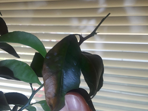 Sick Orange patio tree
