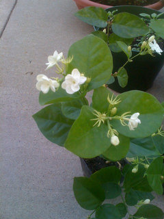 Almost Eden 'Belle of India' Jasmine gamble