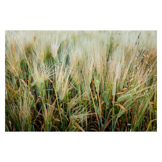 Jc Wheat Cu, Canvas Giclee, 24"x16" - Rustic - Prints And Posters ...