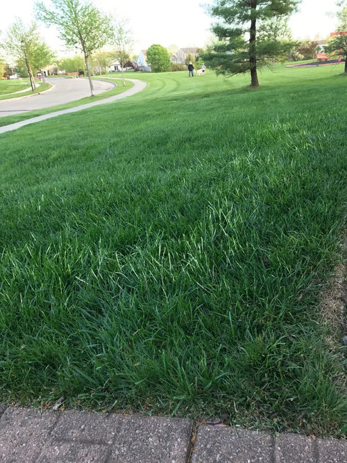 white grass patches (w/ pics) | Houzz Forum