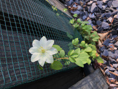 2019 Clem flower show