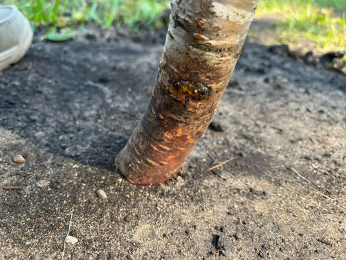 Yoshino cherry blossom problems