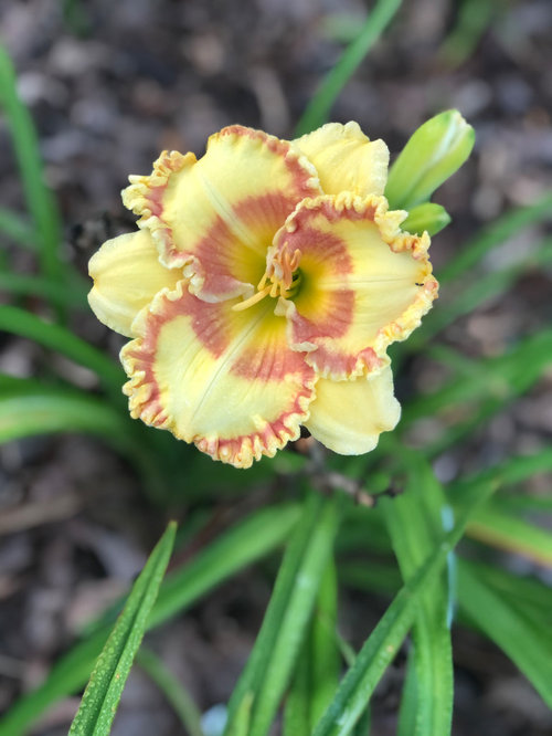 It’s all about rebloom