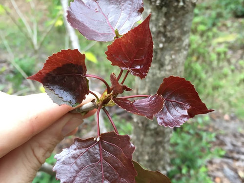 Populus deltoides 'Purple Tower'