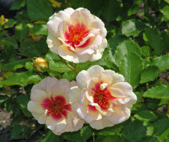 Bulls Eye Shrub Rose