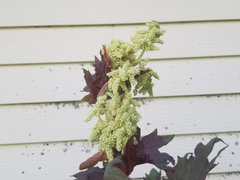 Growing Gunnera in zone 5b Ontario