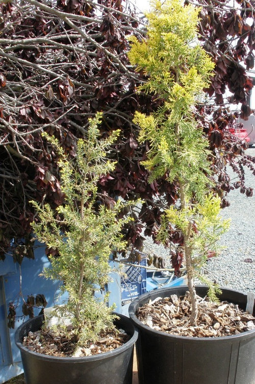 Juniperus communis cultivars need proper IDs